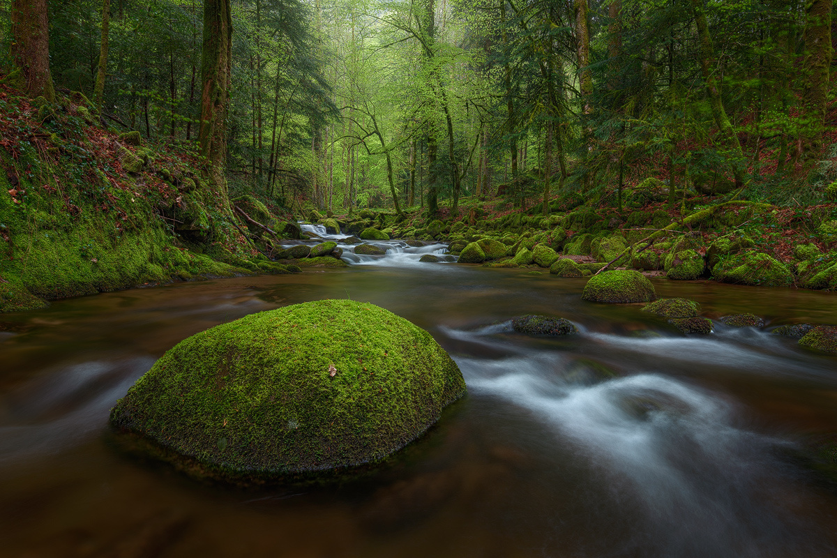 German Rainforest - Michael Breitung on Fstoppers
