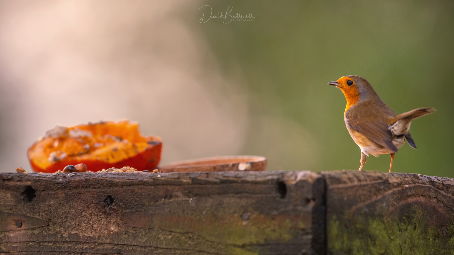 Robin and Pumpkin by David Butterell | Fstoppers