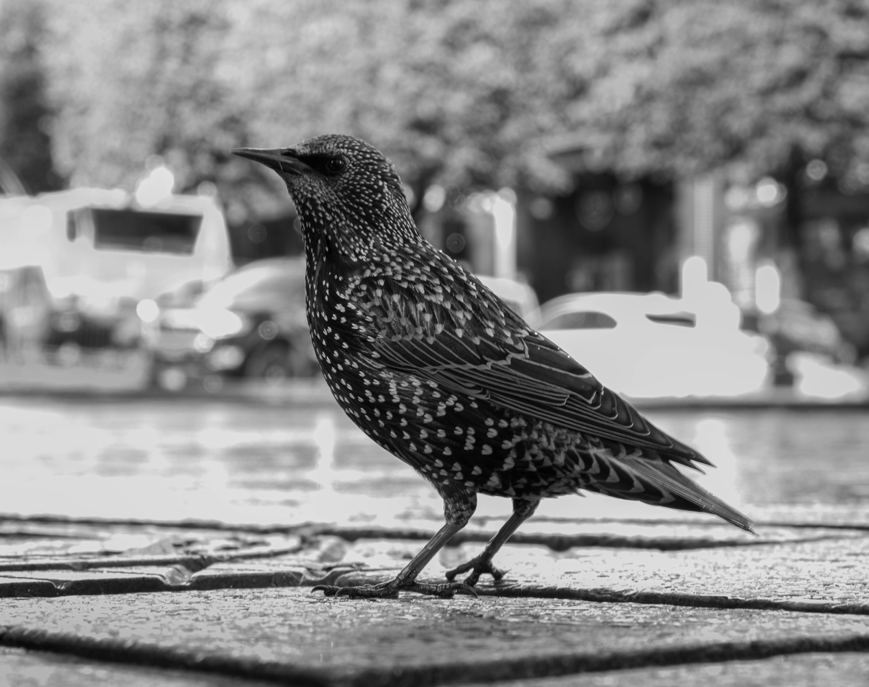City Bird V2 Atle Bogen On Fstoppers
