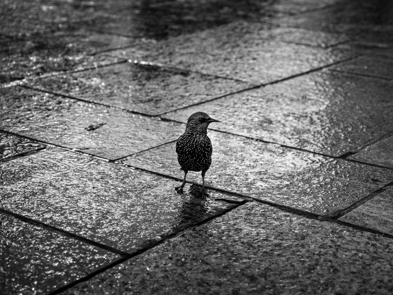 City Bird V1 Atle Bogen On Fstoppers