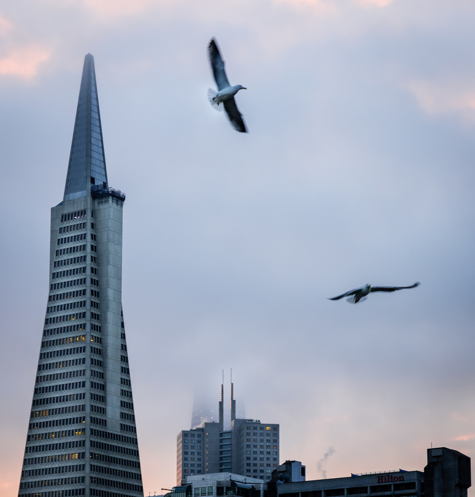 Seagull Skyline by Charles Versaggi | Fstoppers