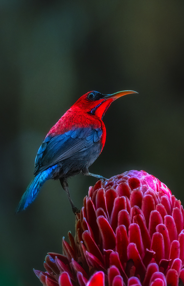 Magnificent Sunbird by John Kimwell Laluma | Fstoppers