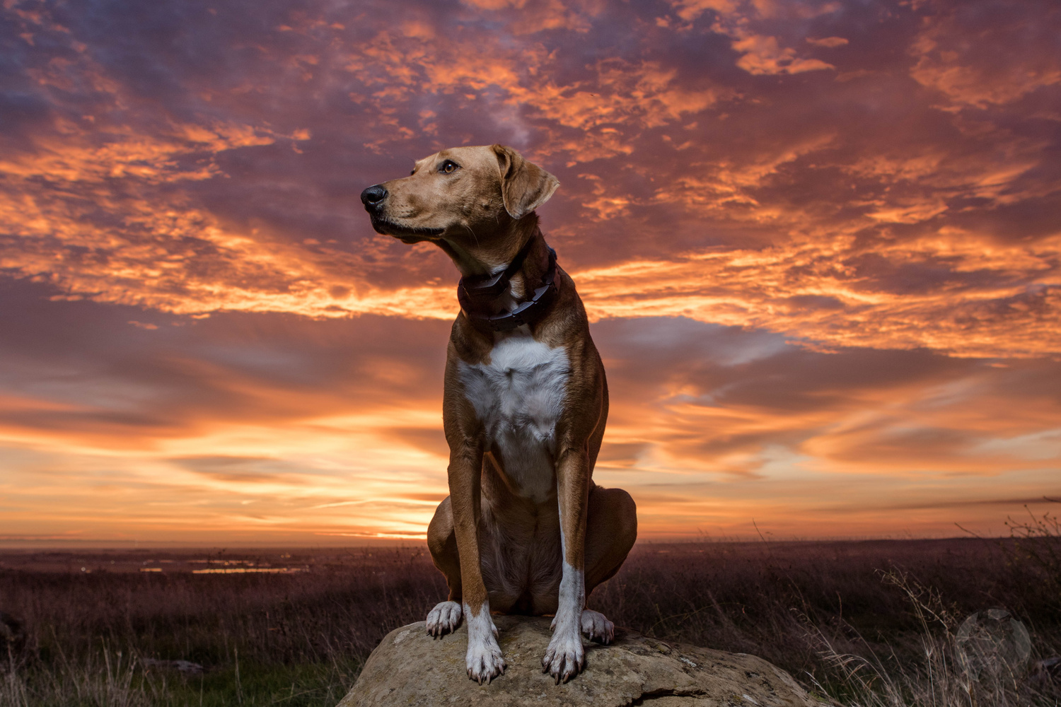 Red Dawn - Travis Pacheco on Fstoppers