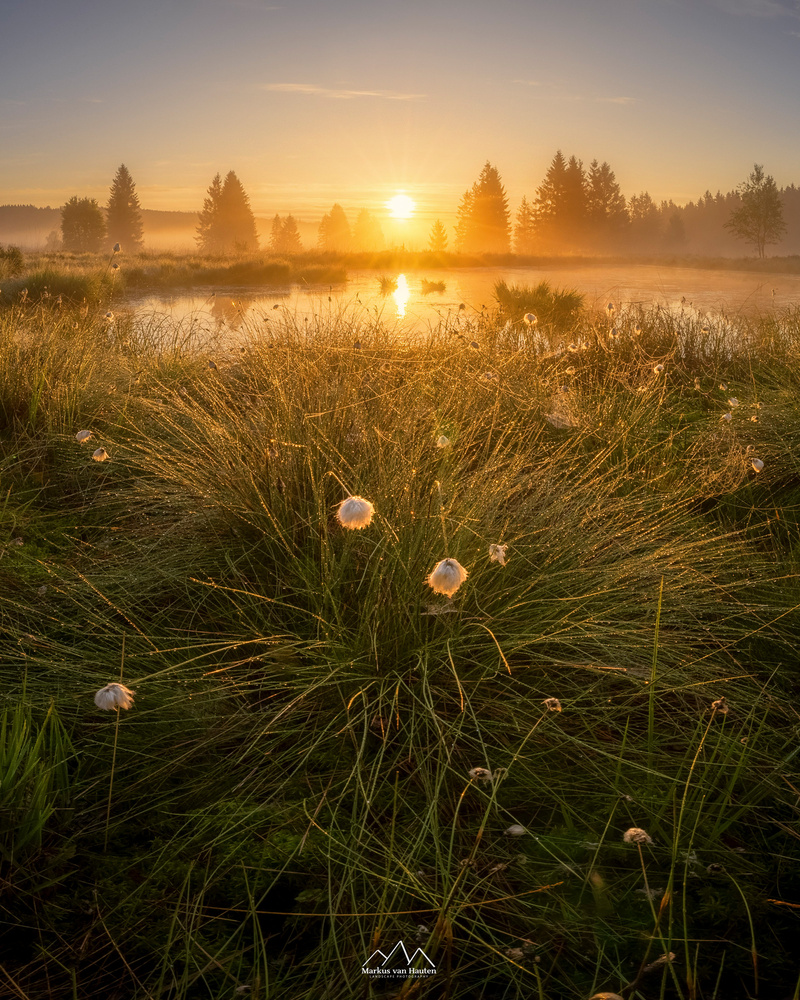 Cotton gras - Markus van Hauten on Fstoppers