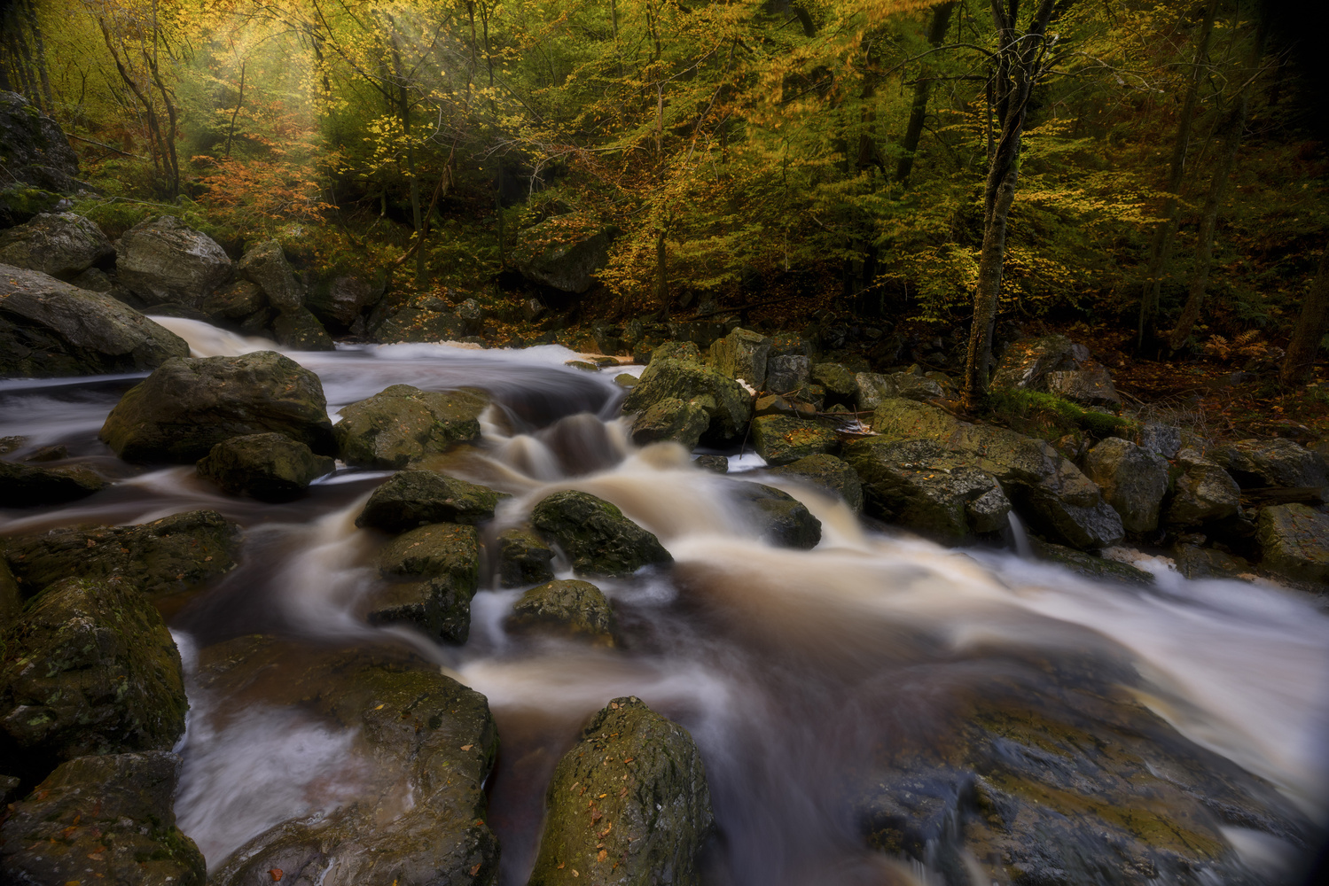 Colored trees - Markus van Hauten on Fstoppers