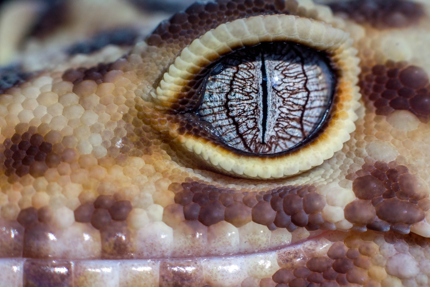 Gecko Eye - Jefferson Ashby on Fstoppers