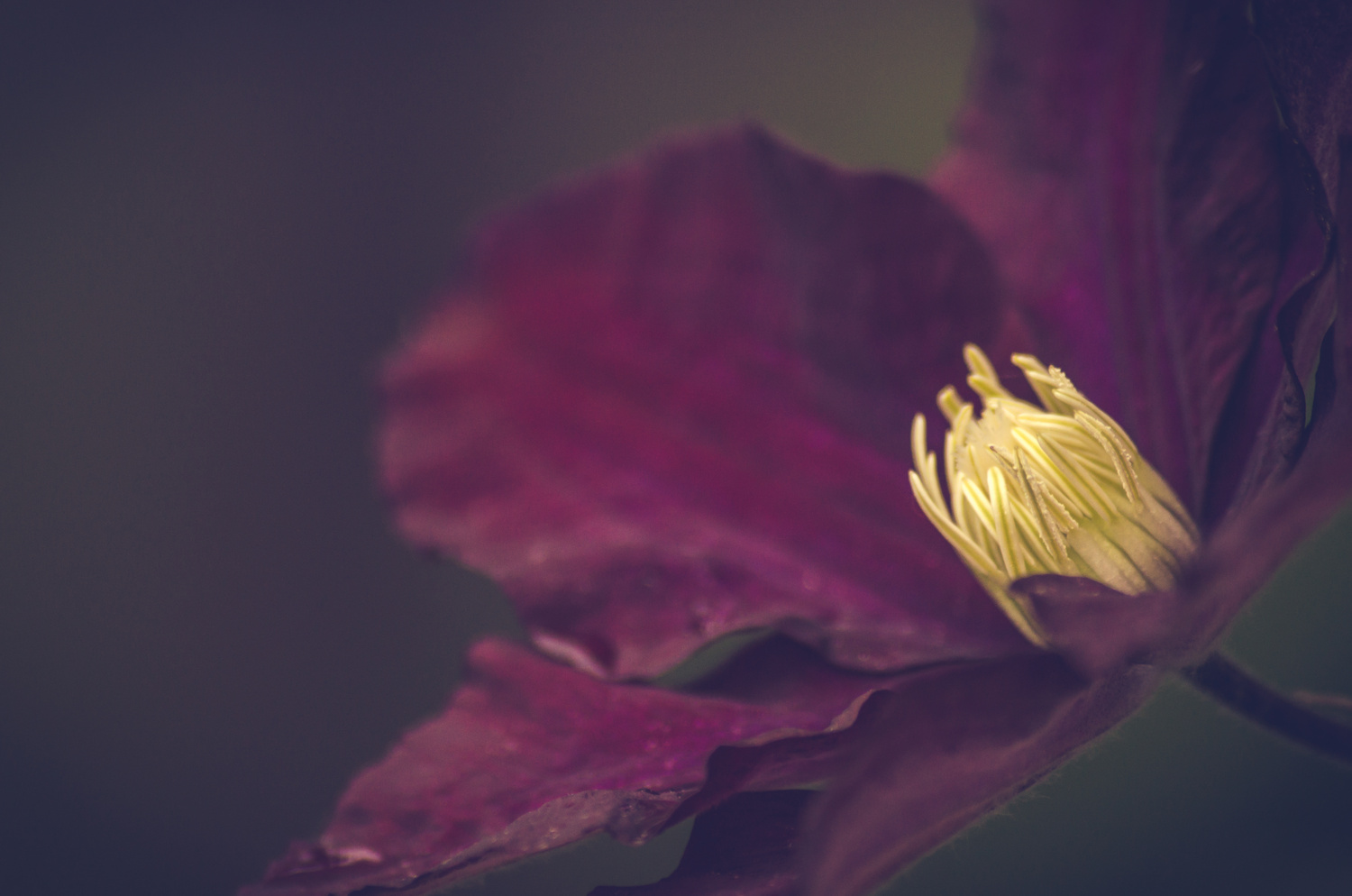 Dark Floral - Nathan Ruby on Fstoppers