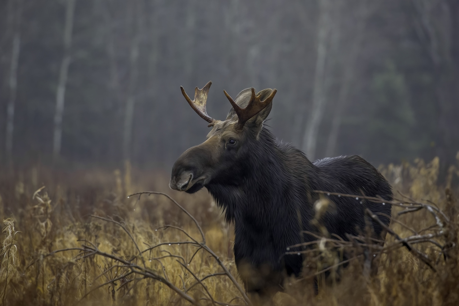Snotty Moose - Ken Hupila on Fstoppers