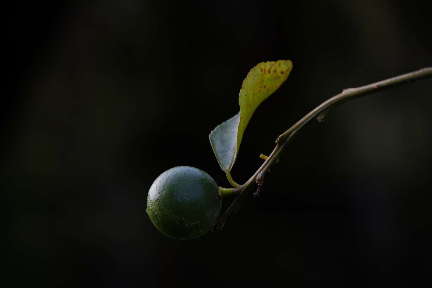 Lemon Tree - Tyler Schotsch on Fstoppers