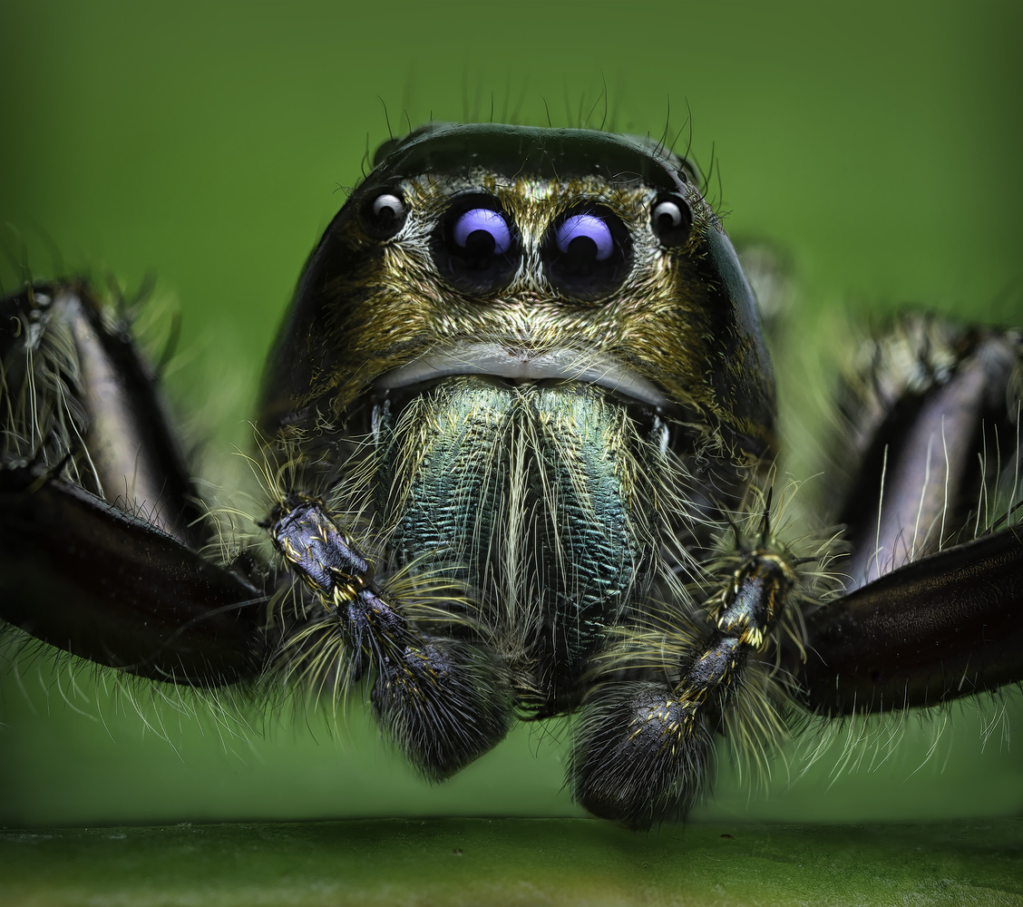 The Handsome Spider - Liza Rock on Fstoppers