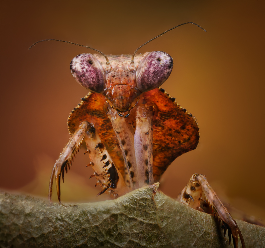 Dead Leaf Mantis - Liza Rock on Fstoppers