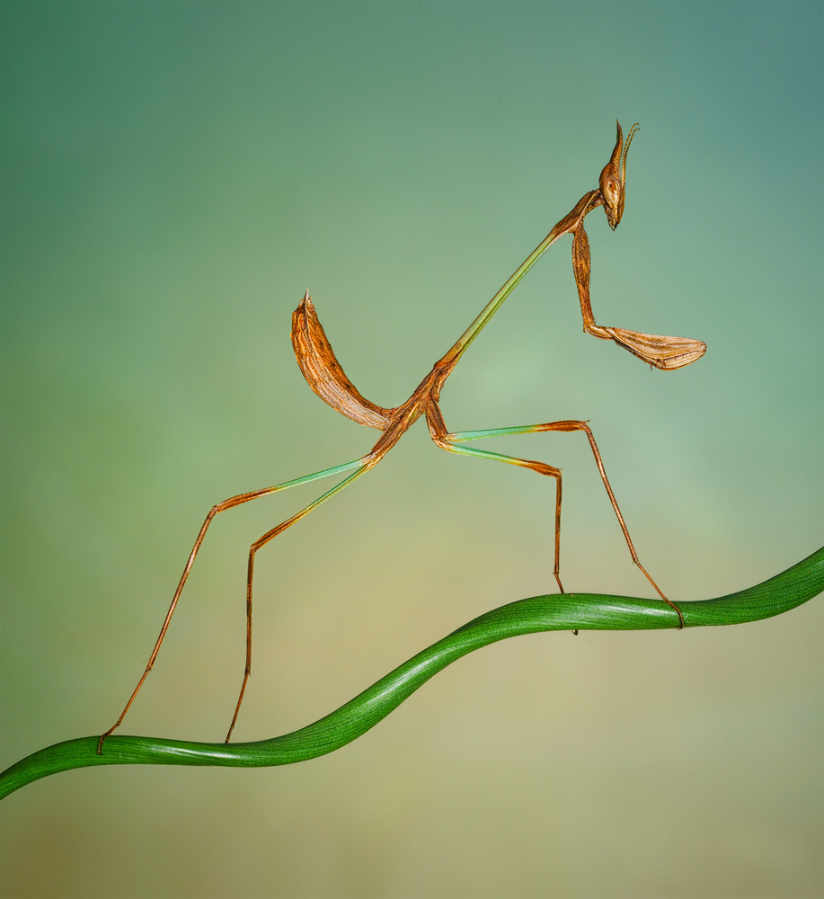 The Alien Head Mantis - Liza Rock on Fstoppers