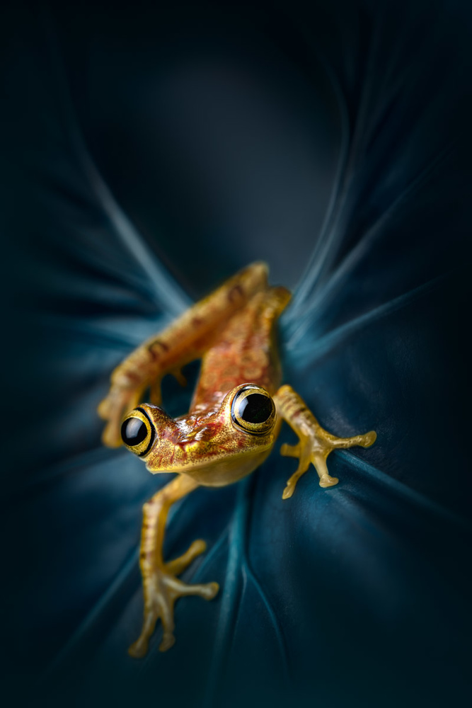 Night discovery | Chocó rainforest, Ecuador - Thomas Andlauer on Fstoppers