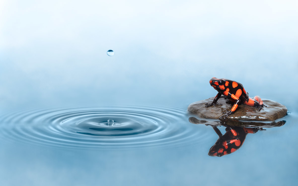 The Zen Pond | Chocó rainforest, Colombia - Thomas Andlauer on Fstoppers