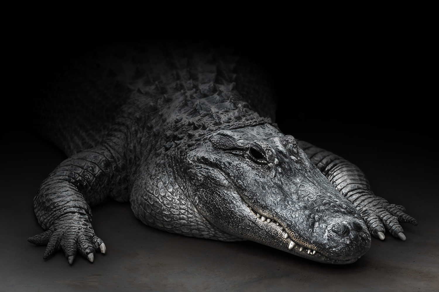 Alligator Coming Out Of The Darkness - Darren Eldridge on Fstoppers