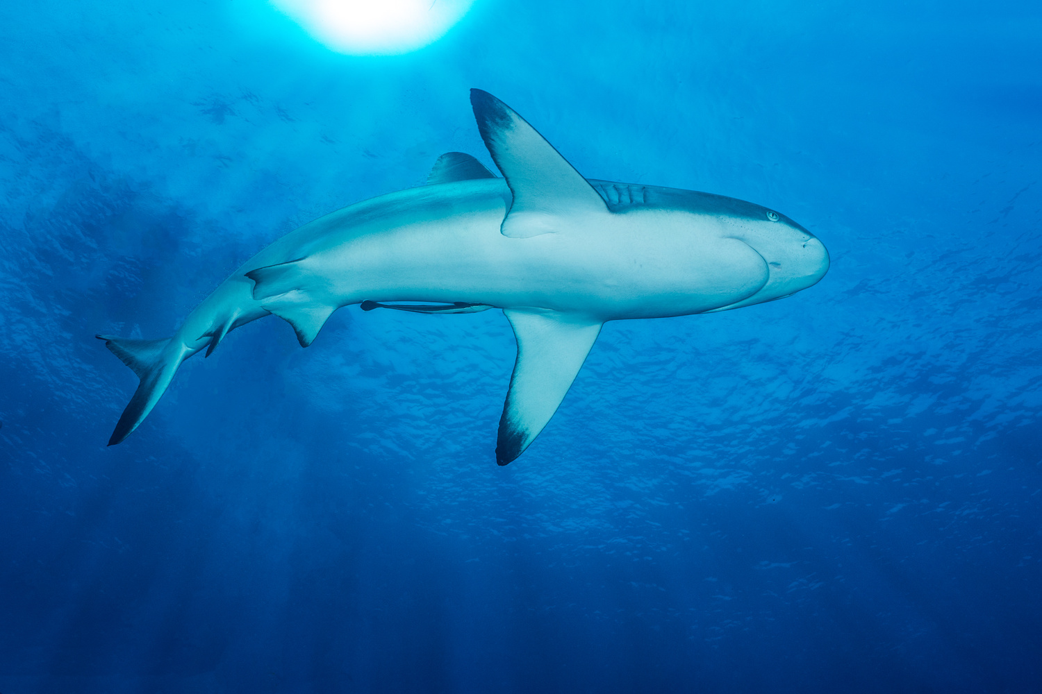 Shark Overhead - Francesca Trotman on Fstoppers