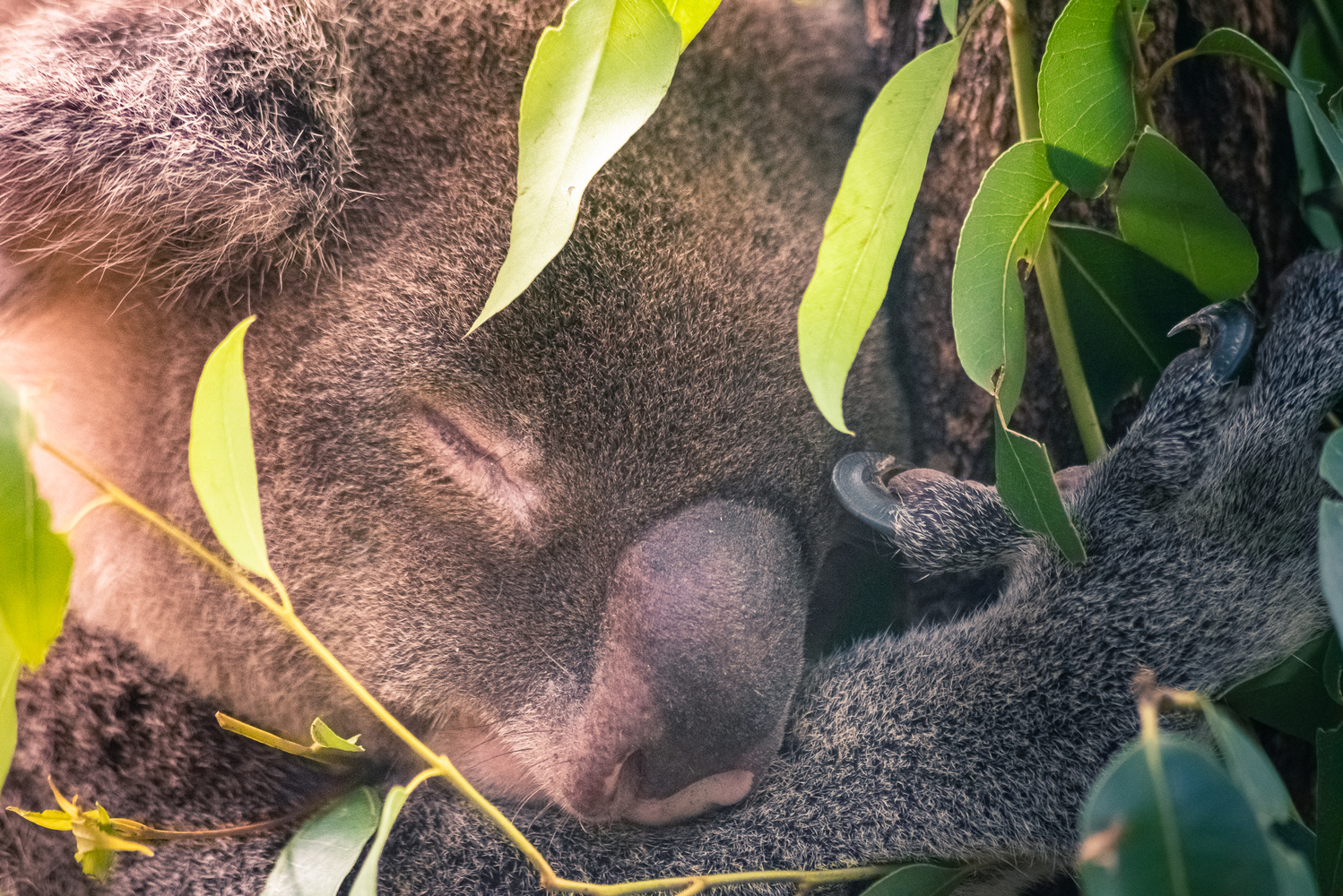 Sleepy Koala by Justin Treakle | Fstoppers