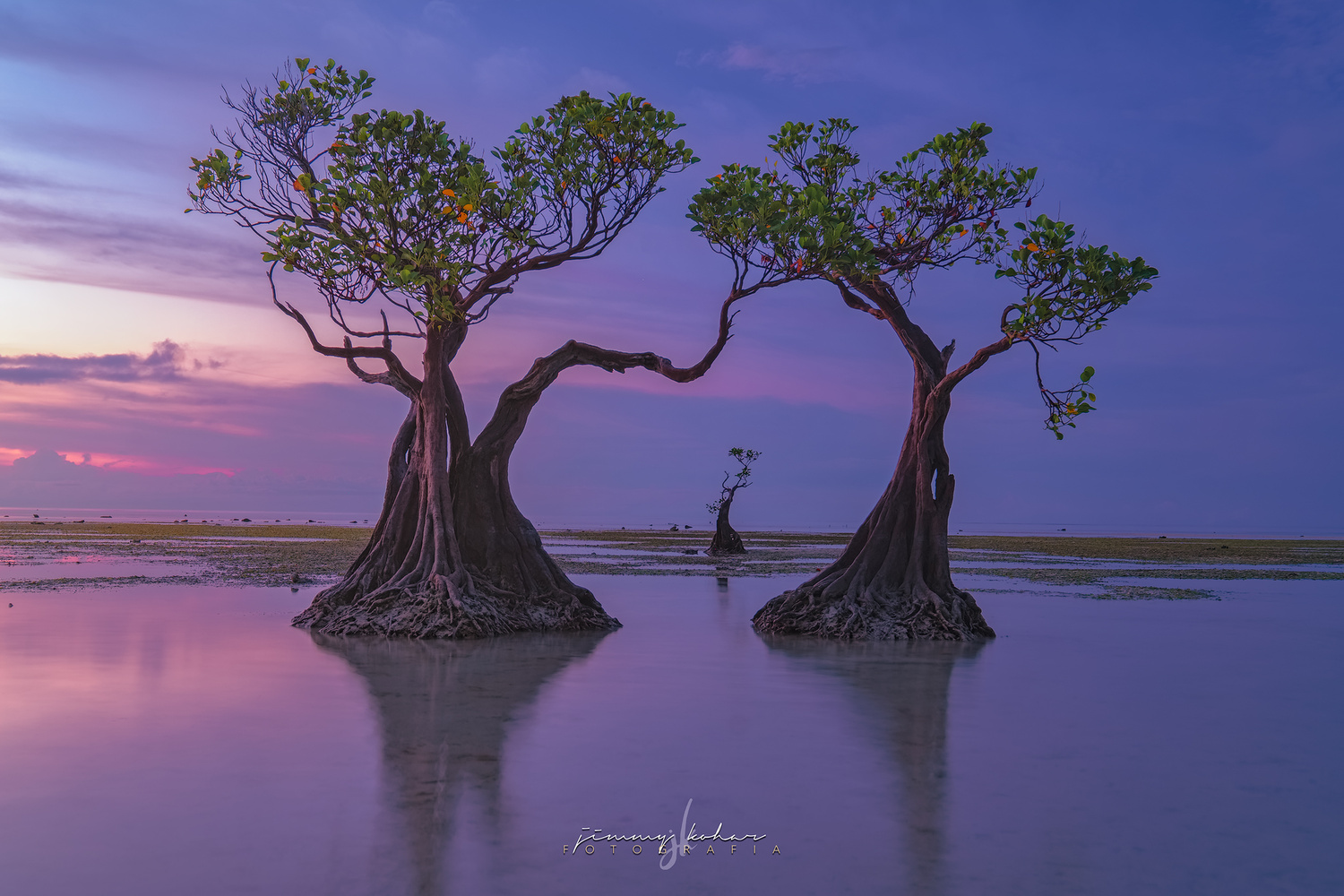 The Samba's of Sumba Trees - Jimmy Kohar on Fstoppers