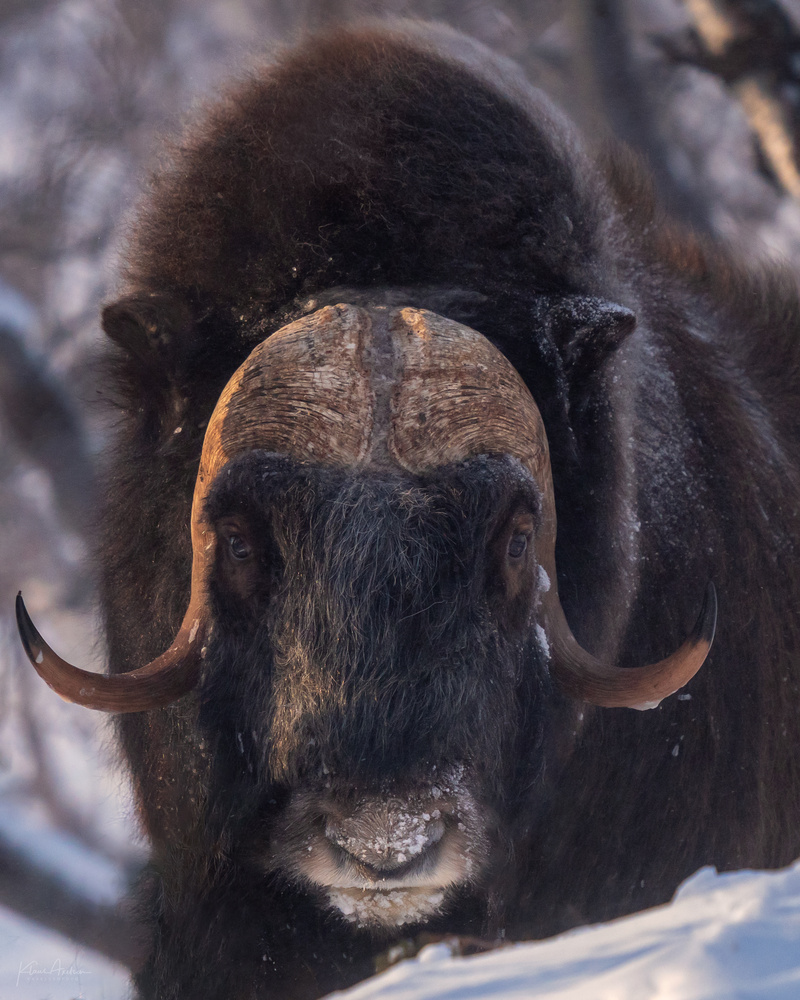 "A portrait of a musk ox" - Klaus Axelsen on Fstoppers