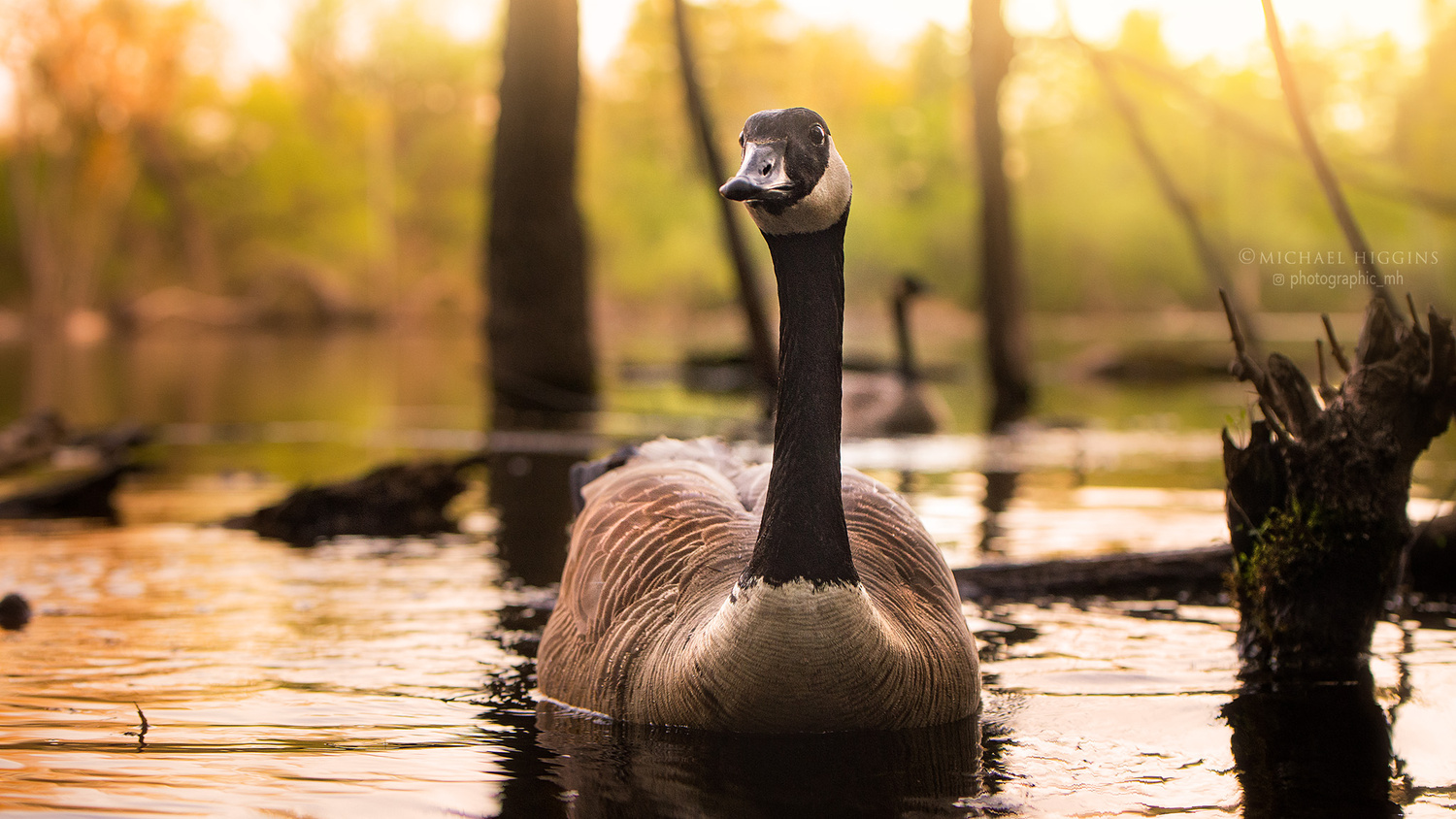 Good evening, goose - Michael Higgins on Fstoppers