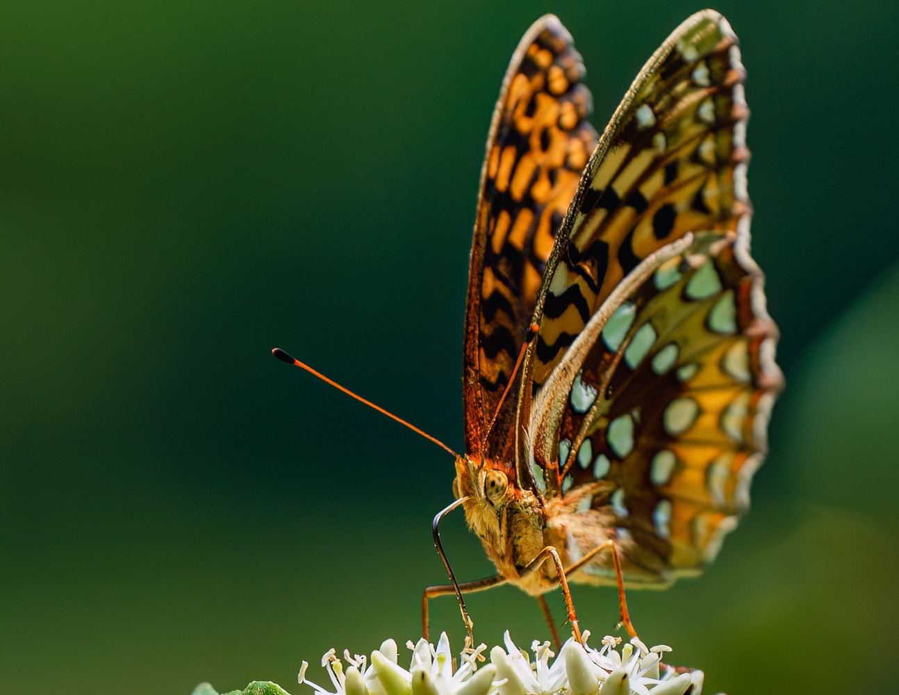 Butterfly - Kyle Foreman on Fstoppers