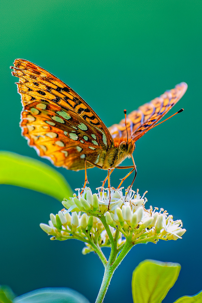 Butterfly - Kyle Foreman on Fstoppers