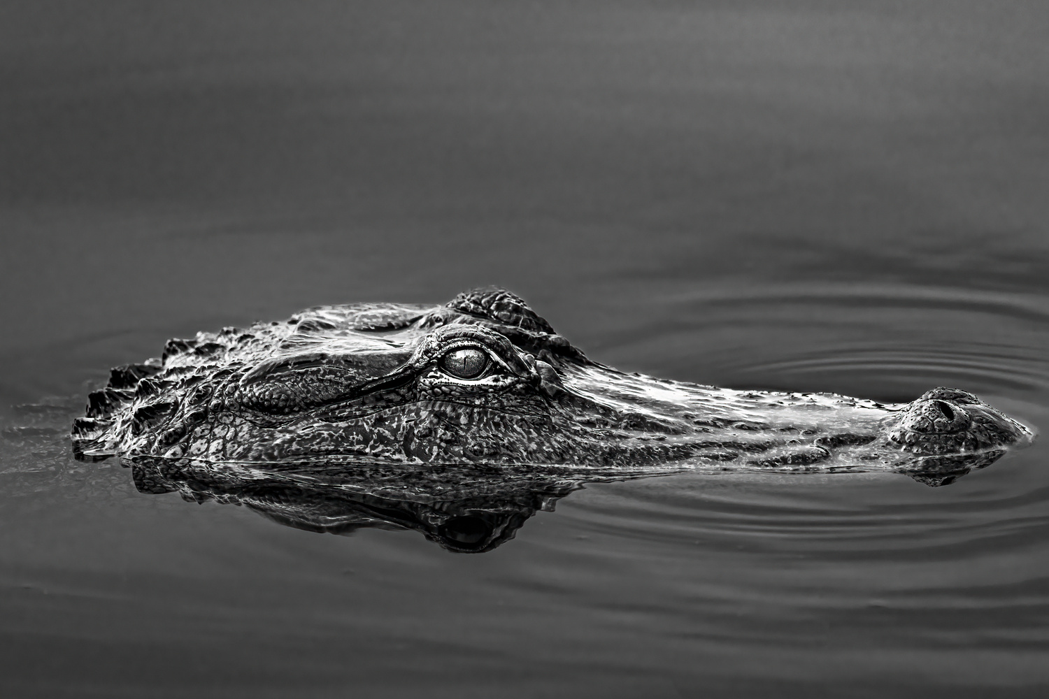 Gator - Kyle Foreman on Fstoppers