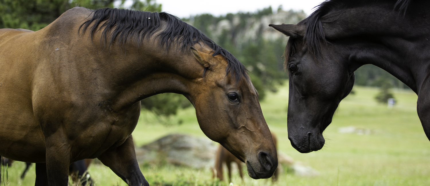 Resting Mare Face - darin gabbert on Fstoppers