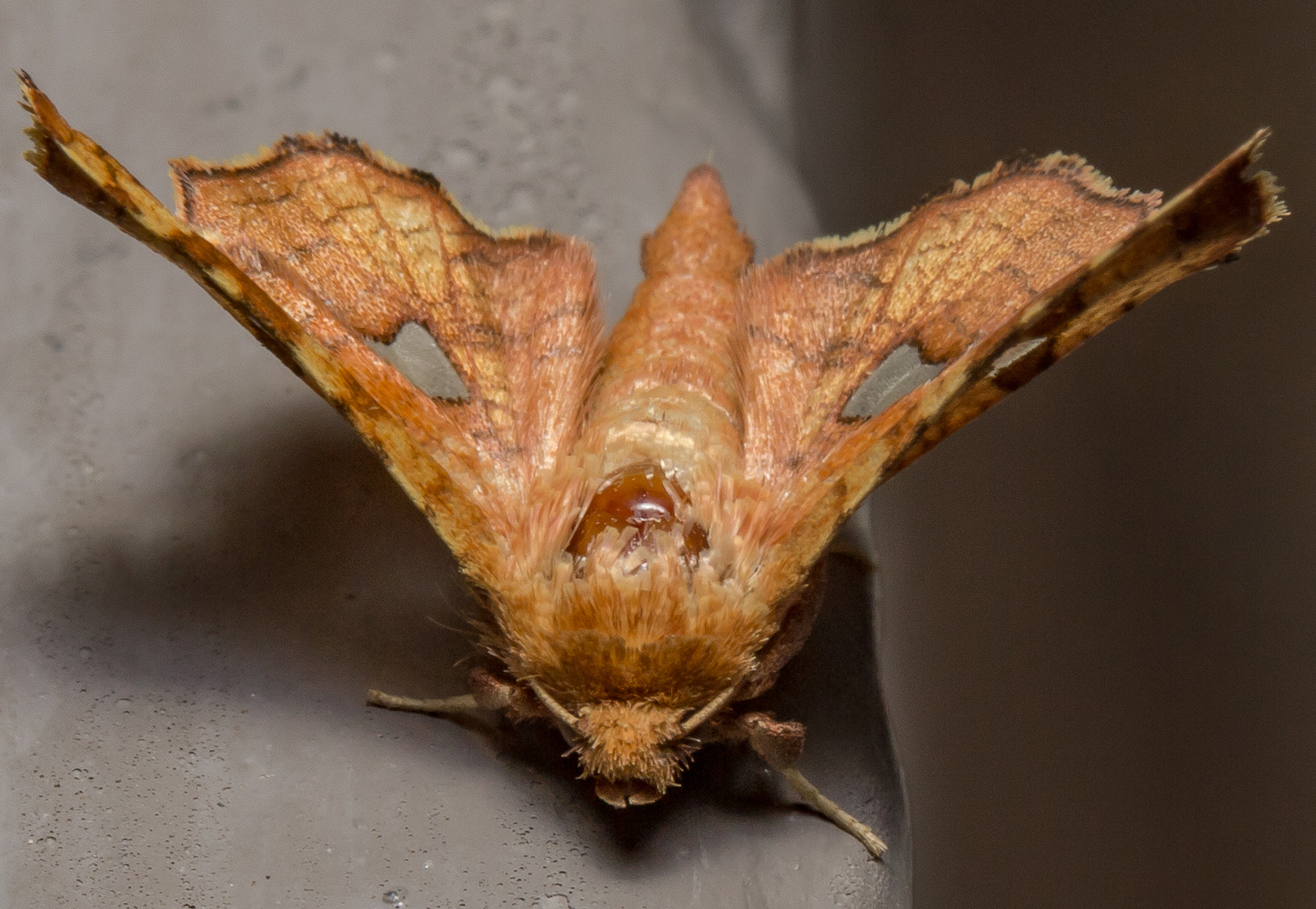 Window-winged Moth (dysodia sp)th - Dave Zeldin on Fstoppers