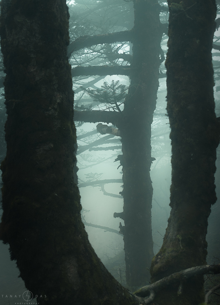 Forest of Eastern Himalayas - Landscape and Nature Photography on Fstoppers