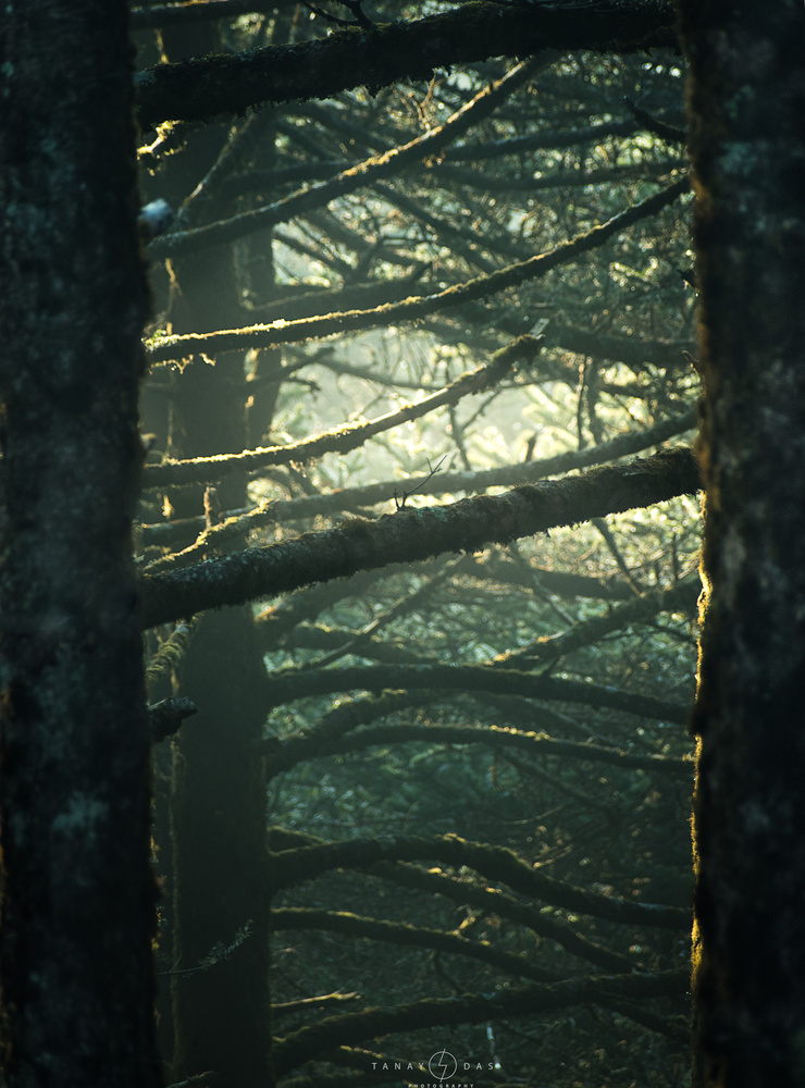 Forest of Eastern Himalayas - Landscape and Nature Photography on Fstoppers