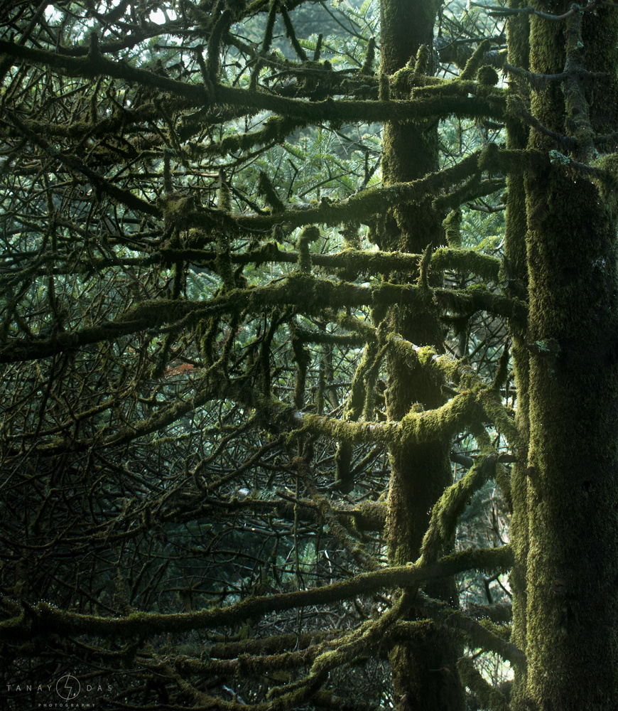 Forest of Eastern Himalayas - Landscape and Nature Photography on Fstoppers