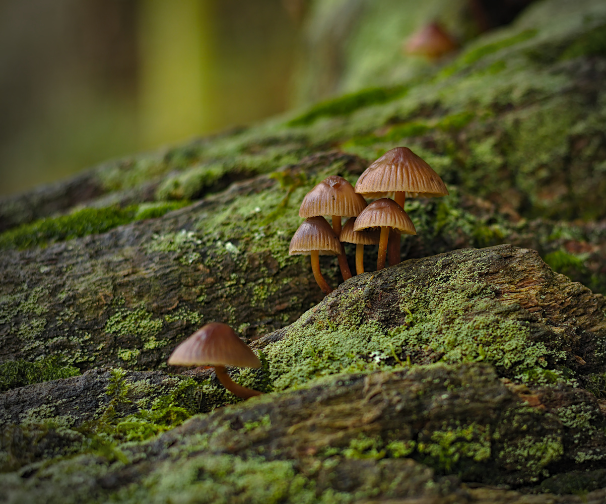 Fun with Fungi - lots of new and interesting creations from nature ...