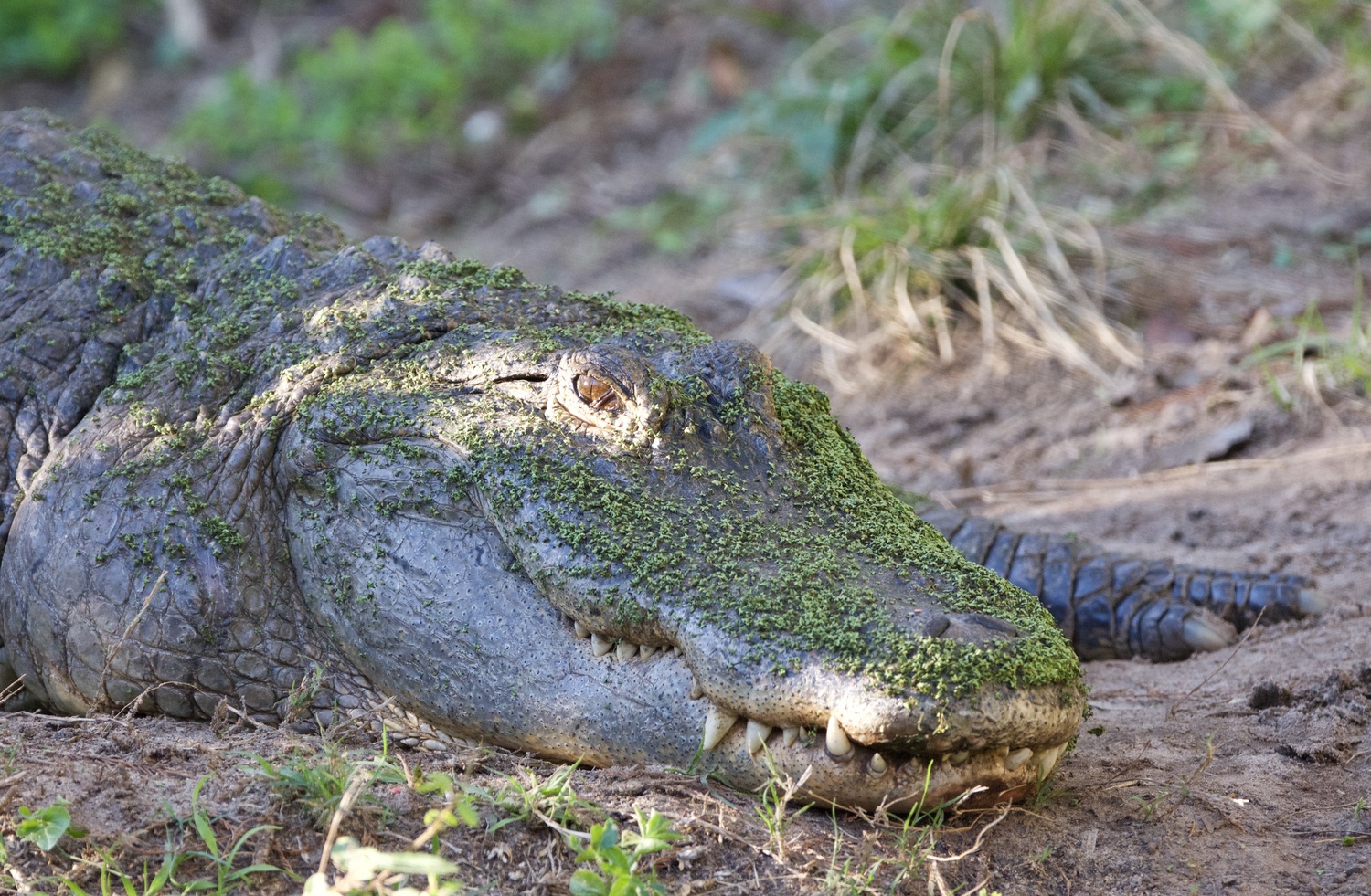 Algae Gator - Stephen Grant on Fstoppers