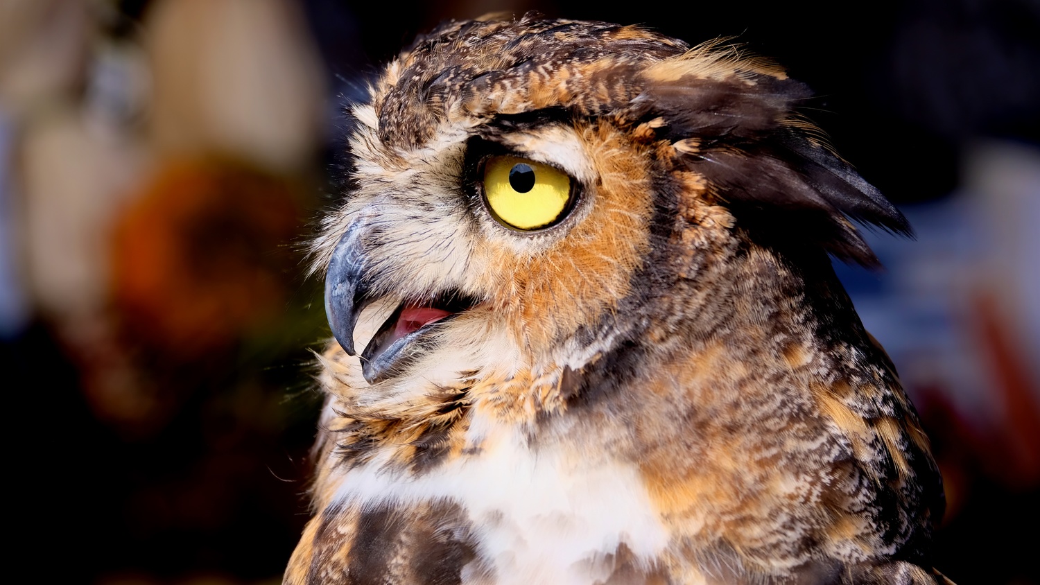 Shallow Depth of Field / Bokeh Contest Entry by Mark Riedy | Fstoppers