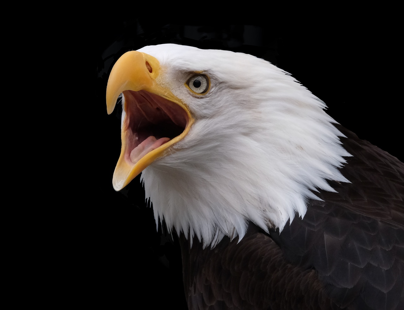 Eagle cries for attention - Mark Riedy on Fstoppers