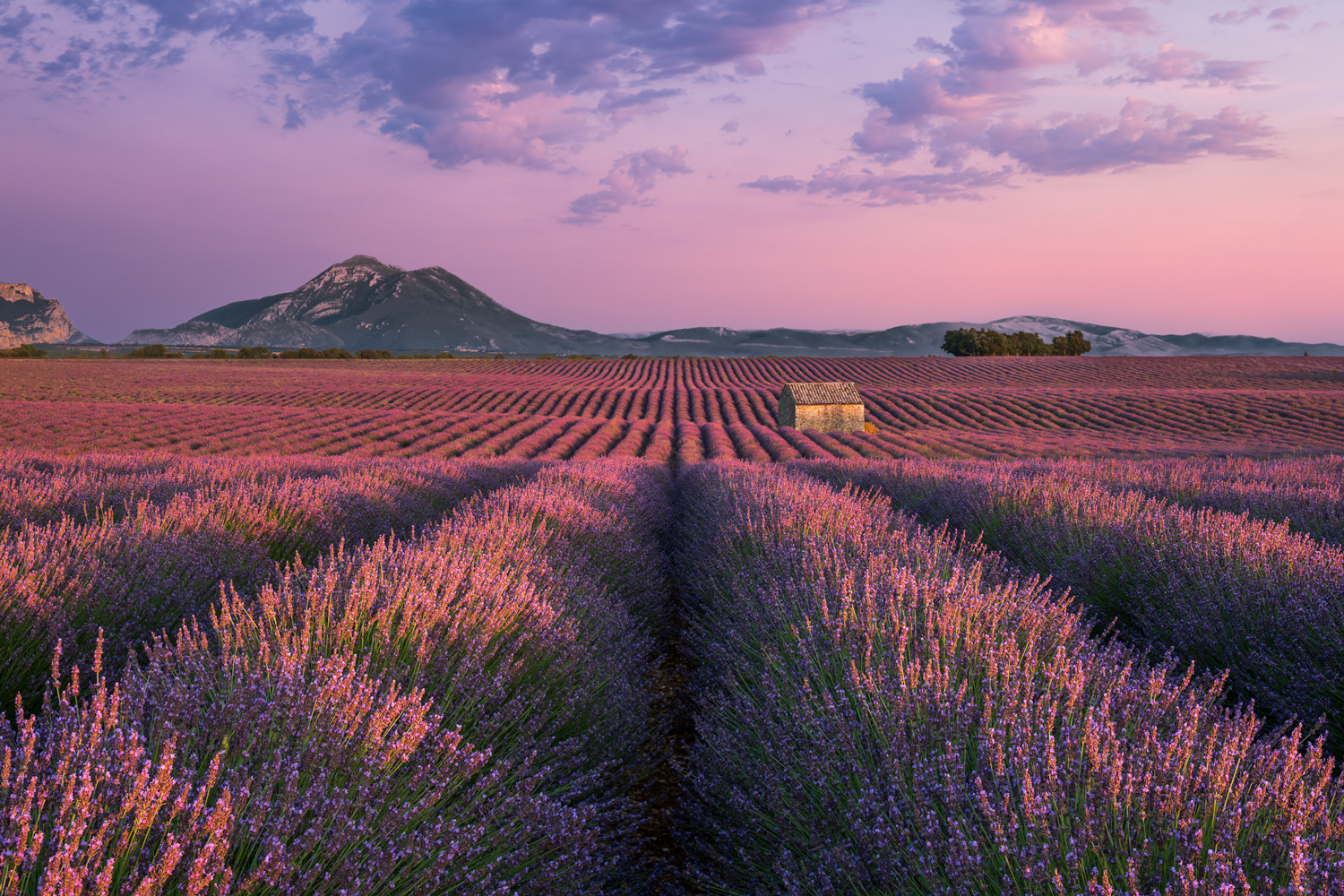 A PURPLE WORLD | Valensole, Provence France - Luigi Sonnifero on Fstoppers