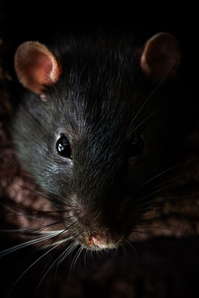 "Rat" Damon Portrait - Michael Gibson on Fstoppers
