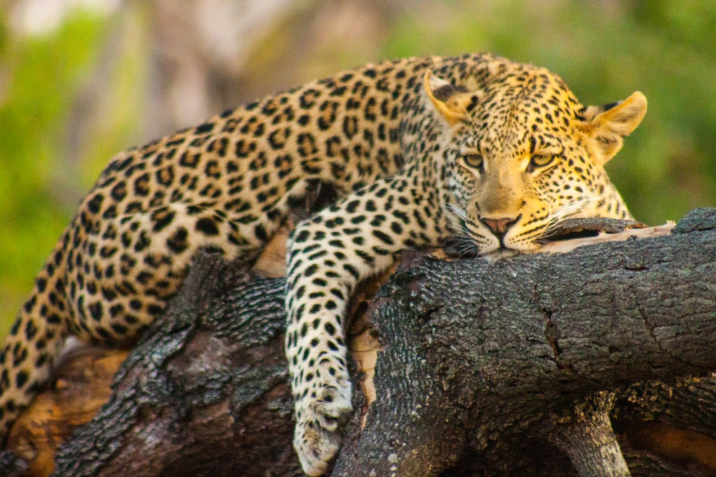 Leopard relaxing - Simon Douglas on Fstoppers