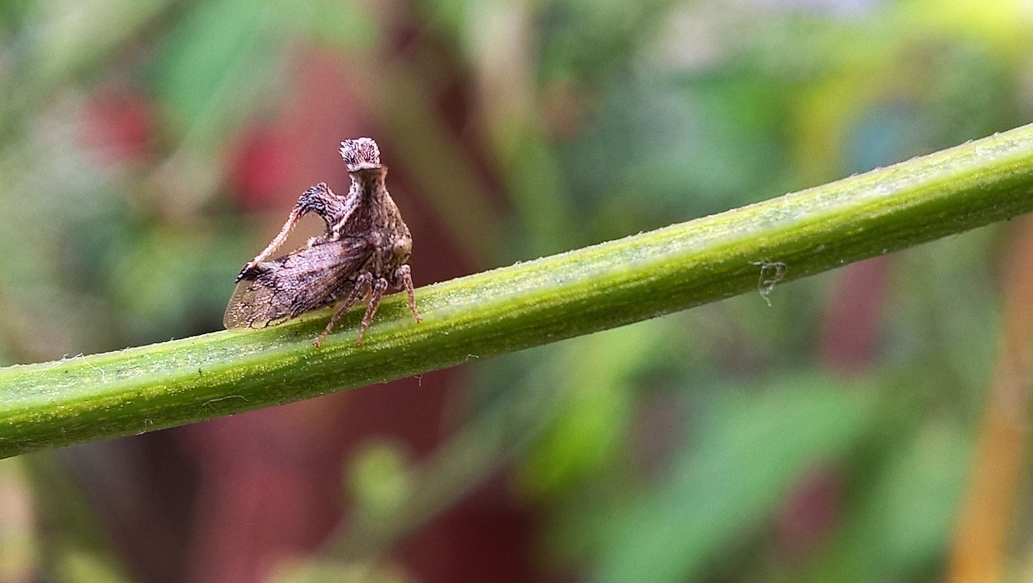 A thorn mimic treehopper. - Aljo Antony on Fstoppers