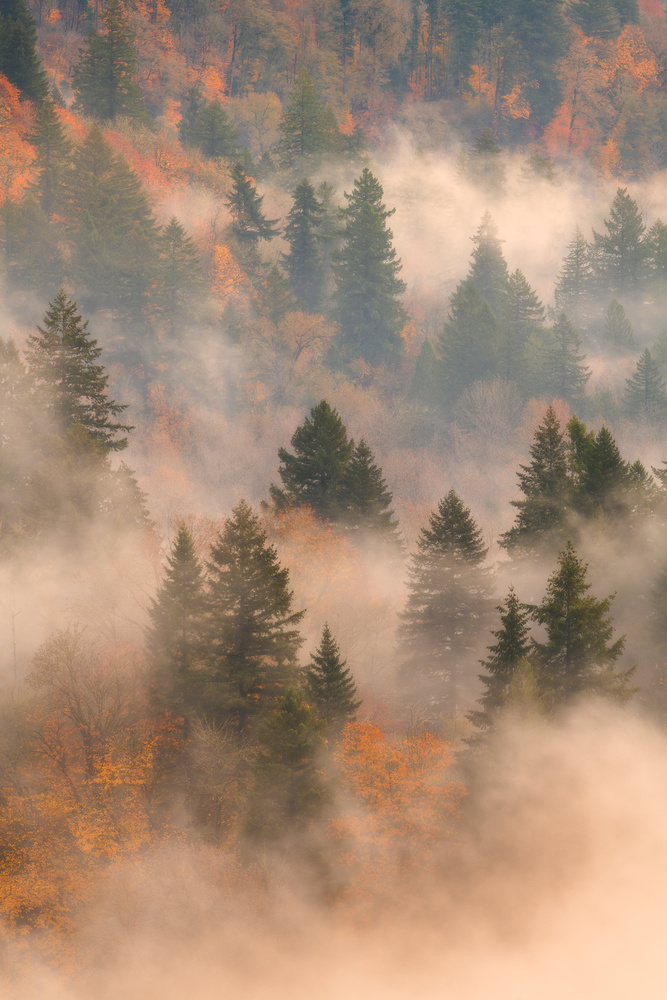 Foggy Fall - Daniel Gomez on Fstoppers