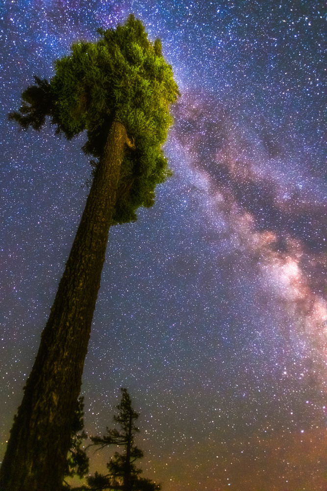 Tree of Light - Daniel Gomez on Fstoppers