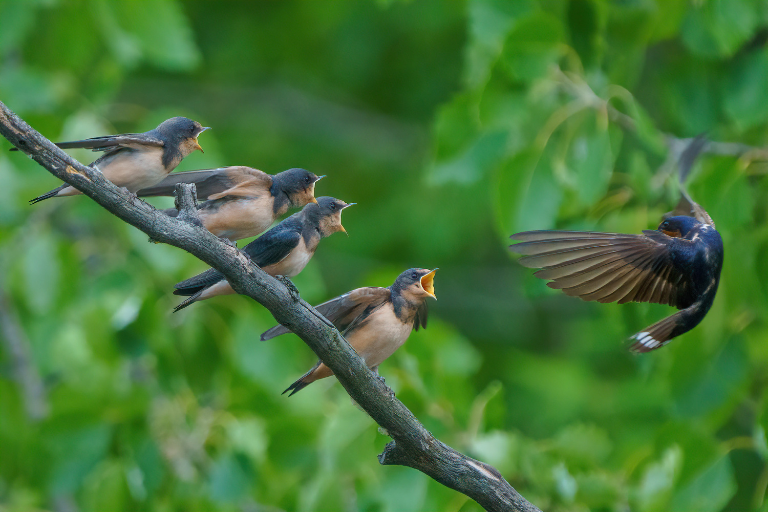 Wildlife Contest Entry By Dave Vichich Fstoppers Wildlife Contest Entry By Dave Vichich Fstoppers