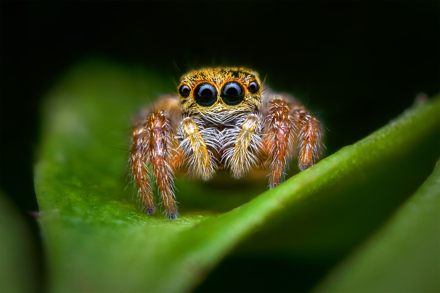 Baby spider - Pierre Anquet on Fstoppers