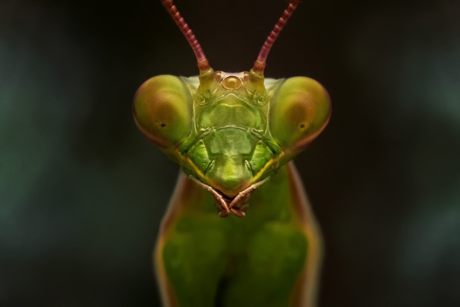 mantis - Pierre Anquet on Fstoppers