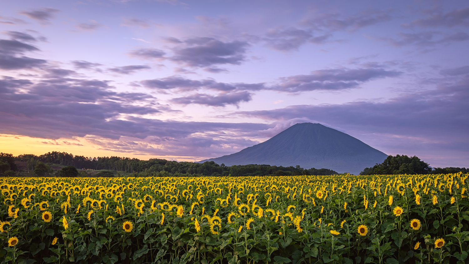 Ezo Fuji and sunflowers - yuusei nagahata on Fstoppers