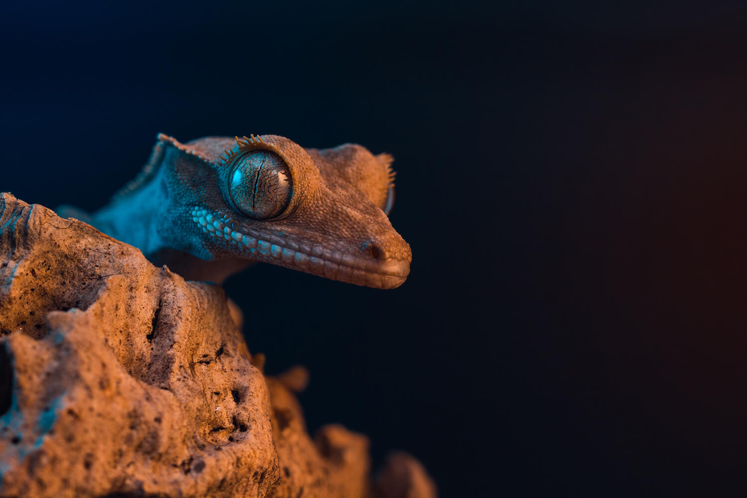 Crested Gecko - Stewart Wood on Fstoppers