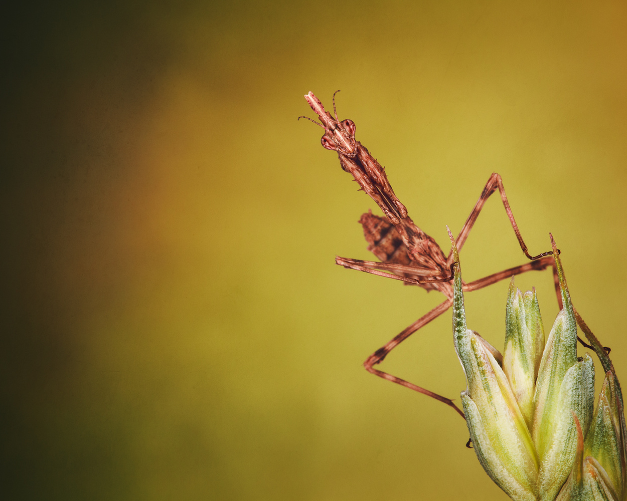 Twigglet (Empusa Fasciata) - Stewart Wood on Fstoppers