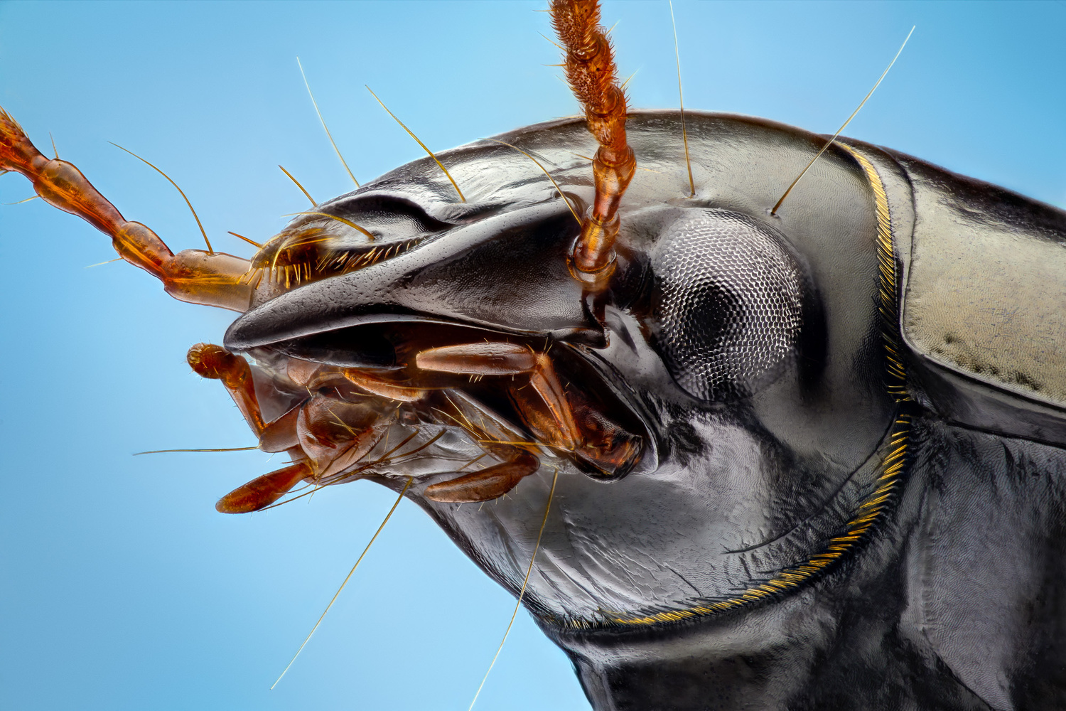 Beetle, 10x focus stack - Morten Aagaard on Fstoppers