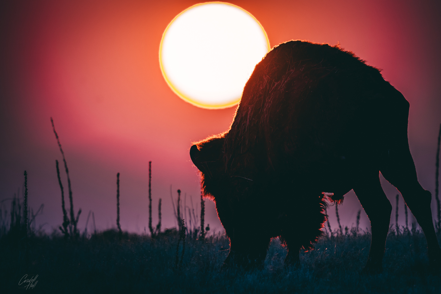 Sunrise Buffalo - Cordell Hull on Fstoppers